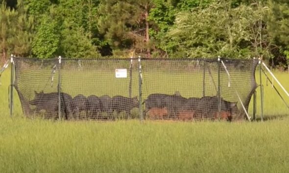 Best Plants and Berries to Eat in the Wild - Popular Outdoorsman