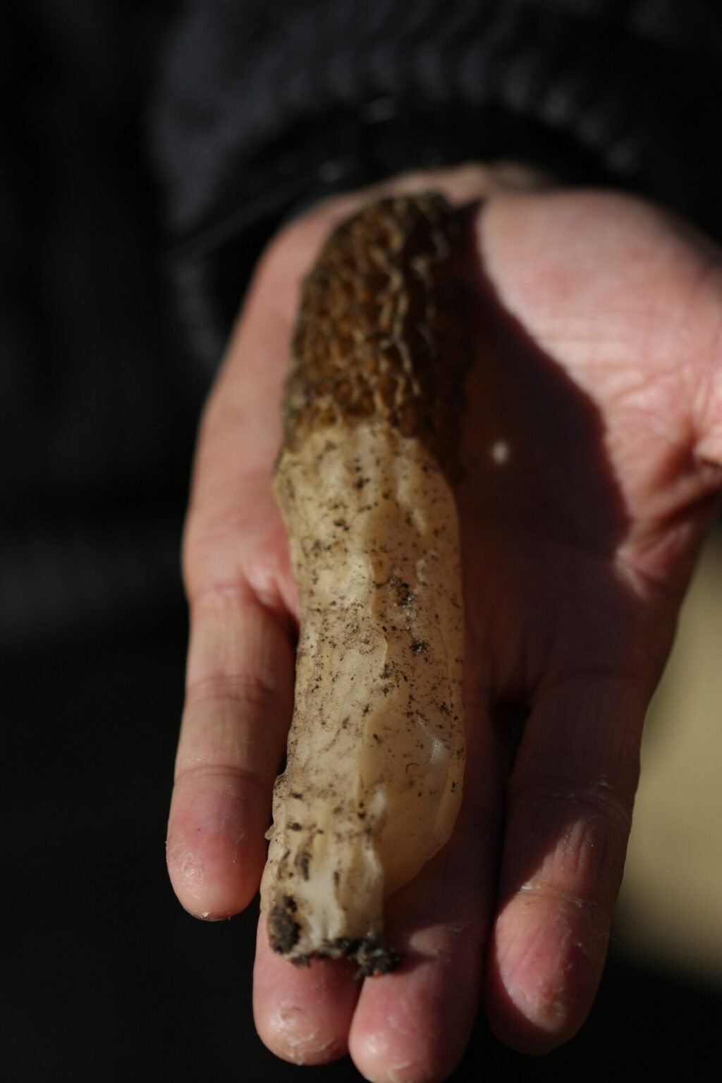 Morel Mushroom Hunting 2026: Where to Find Them This Week, How to ...