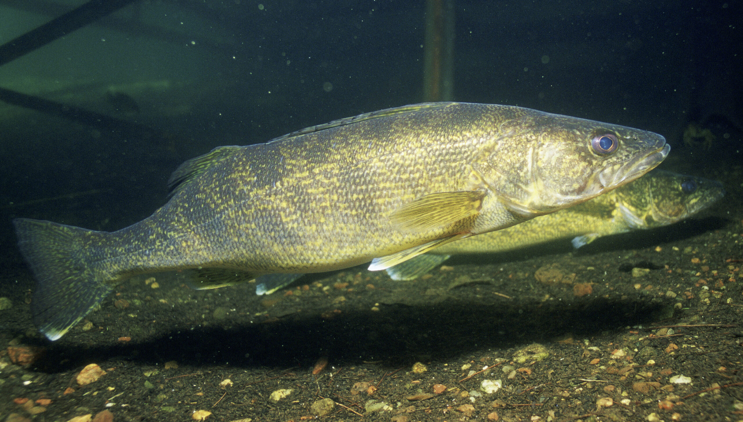 Post-Spawn Walleye Smallmouth: Late-May 2026 Playbook