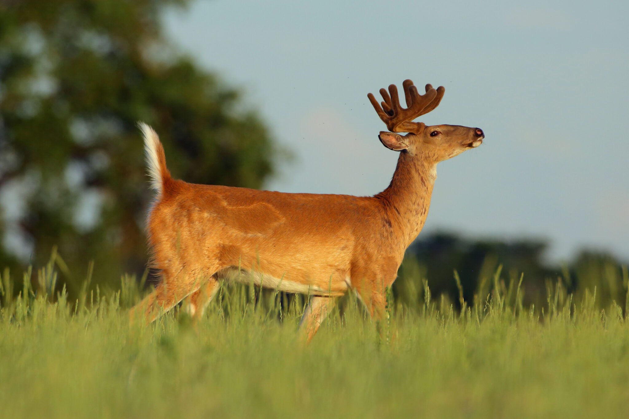 How to Score Deer Antlers: Boone & Crockett Guide - Popular Outdoorsman